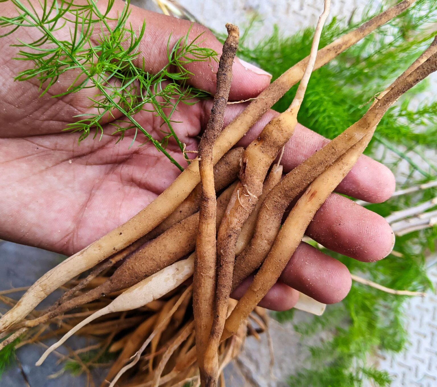 SCIENCE – aspurus Shatavari – Full Spectrum Shatavari Root Extract