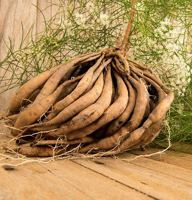 SCIENCE – aspurus™ Shatavari – Full Spectrum Shatavari Root Extract