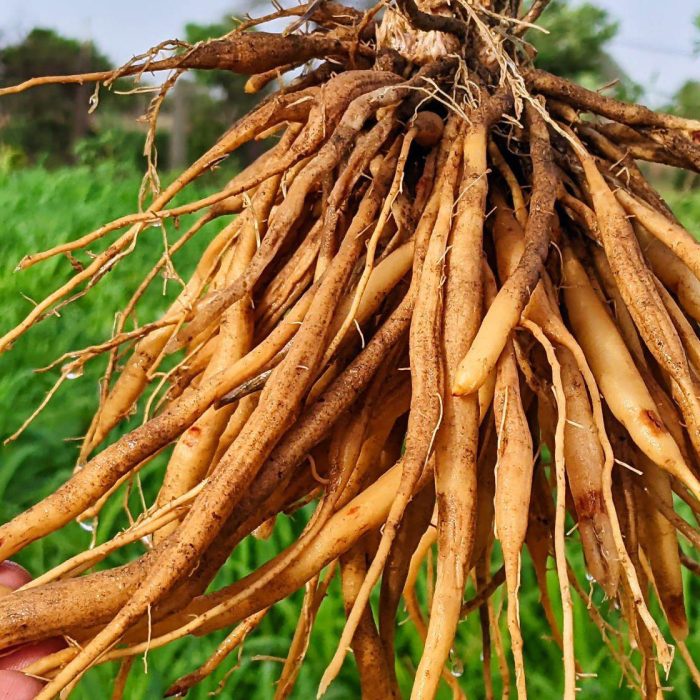 SCIENCE – aspurus™ Shatavari – Full Spectrum Shatavari Root Extract